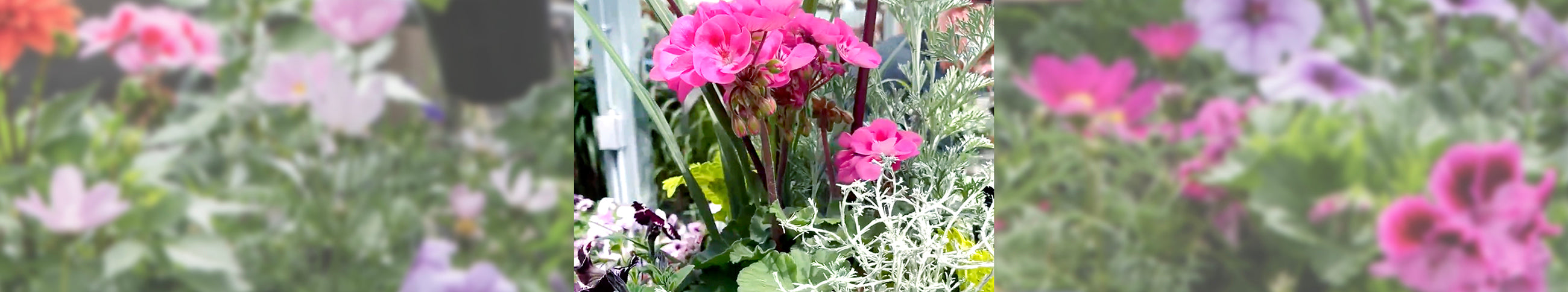 Pink Lemonade Summer Planter DIY Video – West Coast Gardens