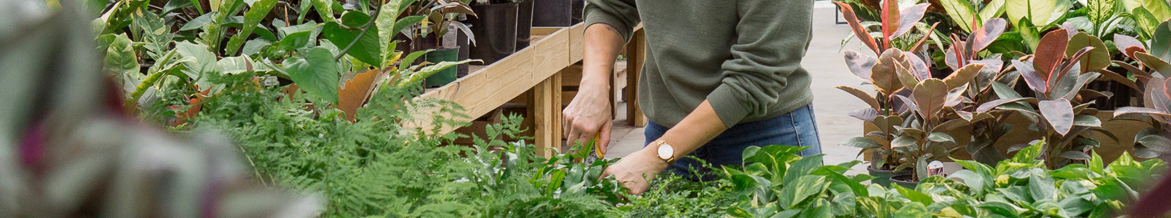 Common Fixes for Your Tropical House Plant Problems – West Coast Gardens