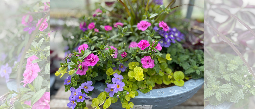 Blue, Purple + White Colour Pairings – West Coast Gardens