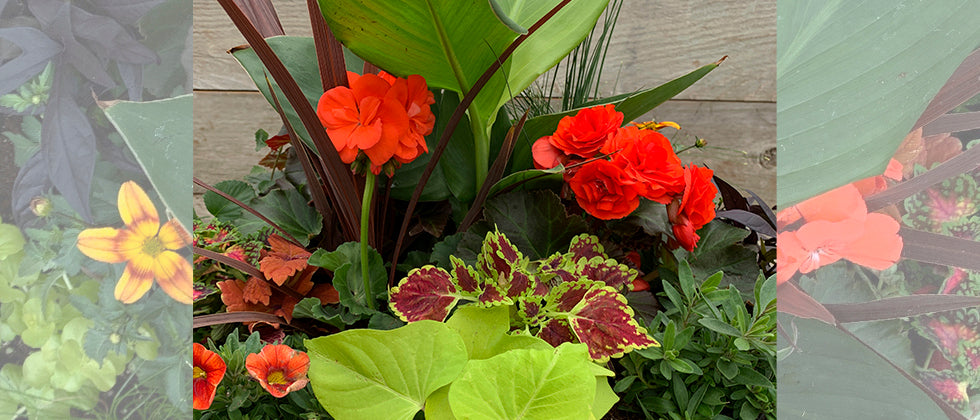 Spring Bonfire Planter – West Coast Gardens