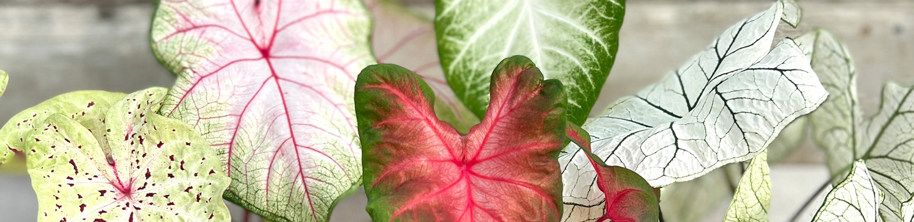 How to Care for Your Caladium – West Coast Gardens