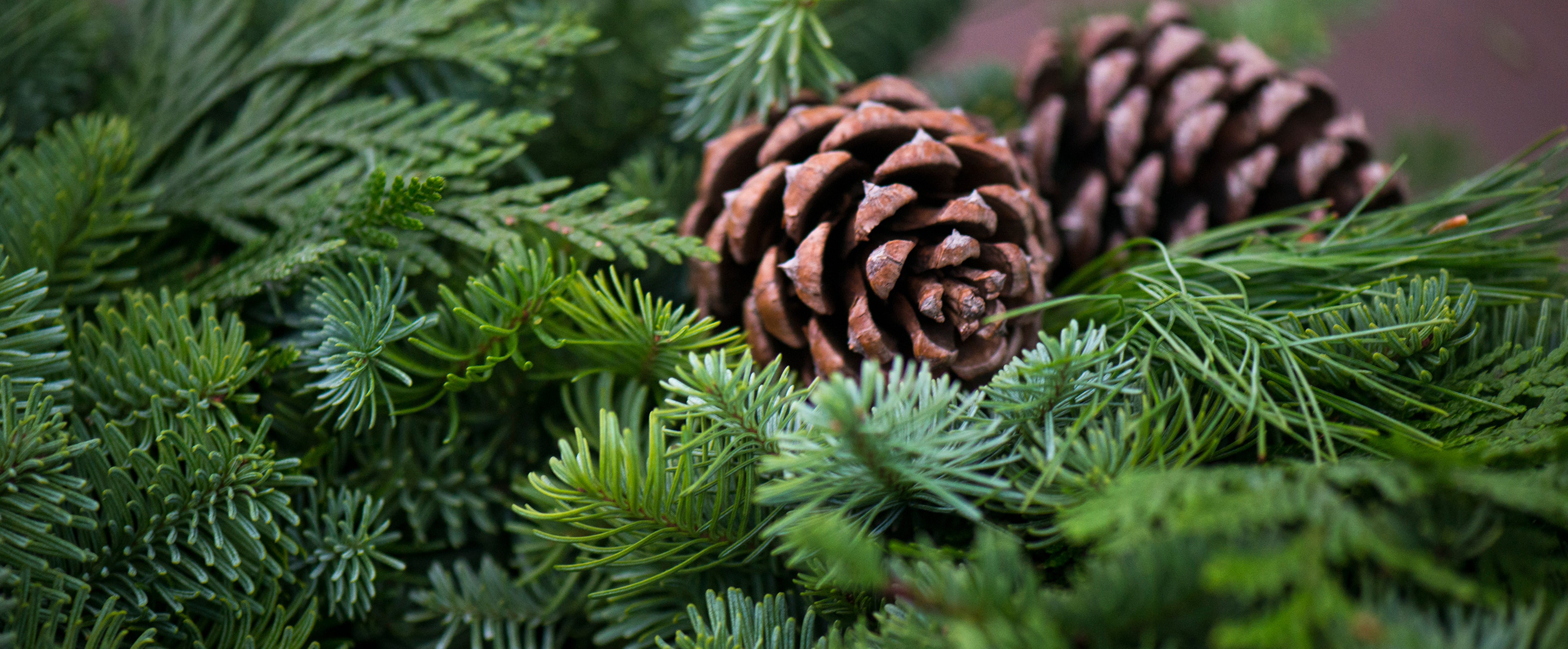 Quick Tip: Getting The Most Out of Winter Greens – West Coast Gardens