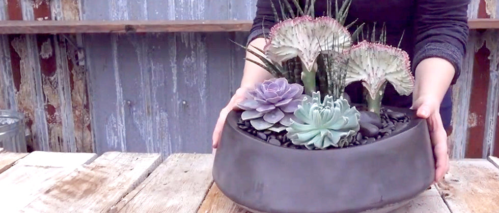 Contemporary Coral Reef Cacti Planter – West Coast Gardens