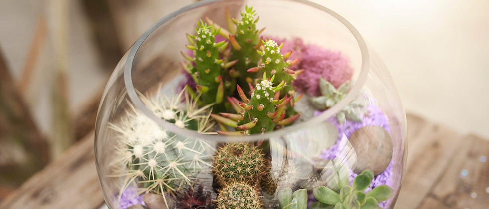 Succulent & Cacti Fish Bowl Terrarium – West Coast Gardens