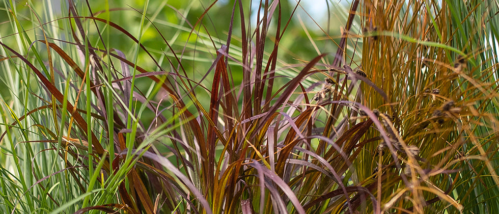 Our Top 6 Grasses for the Garden – West Coast Gardens