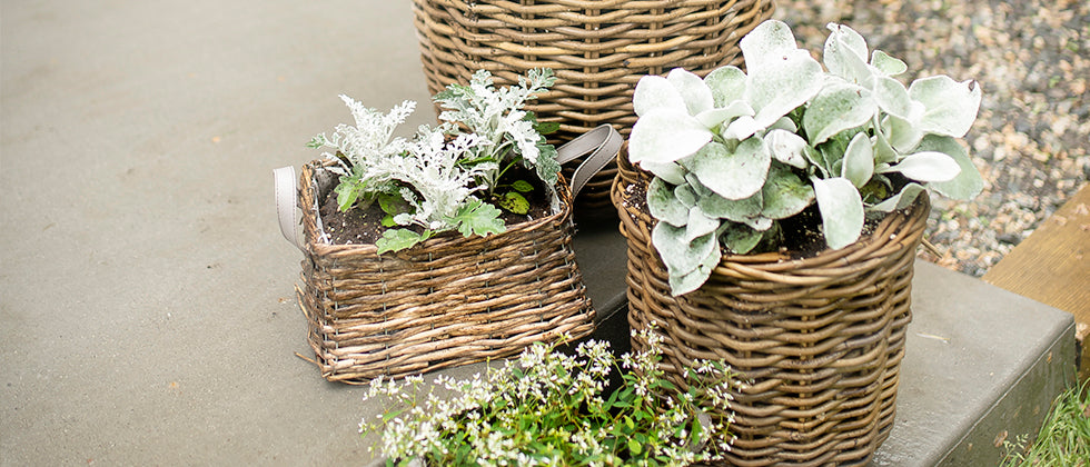 How to Successfully Group Plants in Pots – West Coast Gardens