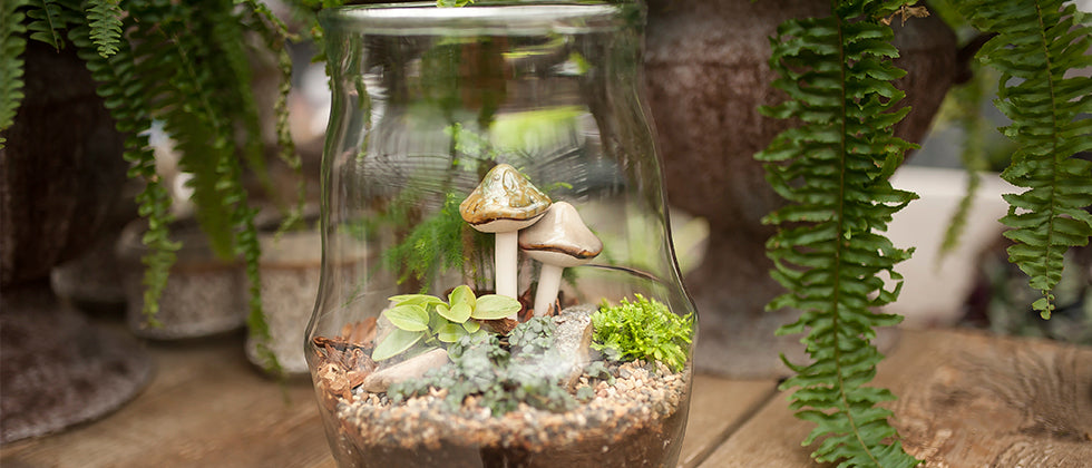 How to Plant A Lush Terrarium – West Coast Gardens
