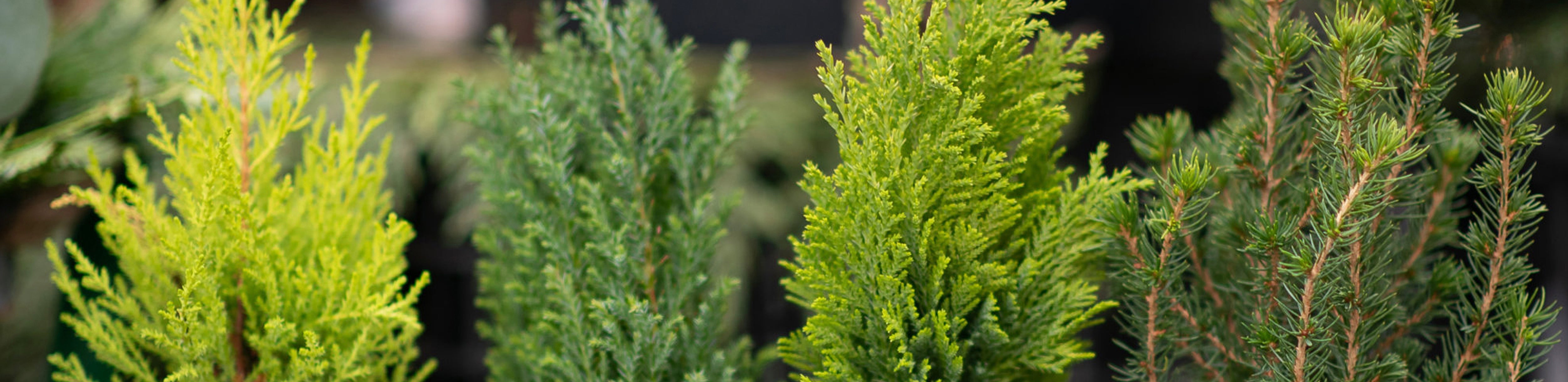 Mini-Trees Indoors and Out This Christmas – West Coast Gardens