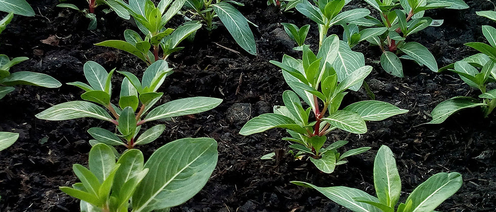 The Benefits of Sea Soil – West Coast Gardens