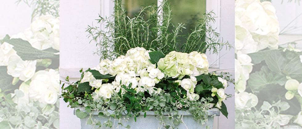 Silver Spring White Planter Box – West Coast Gardens
