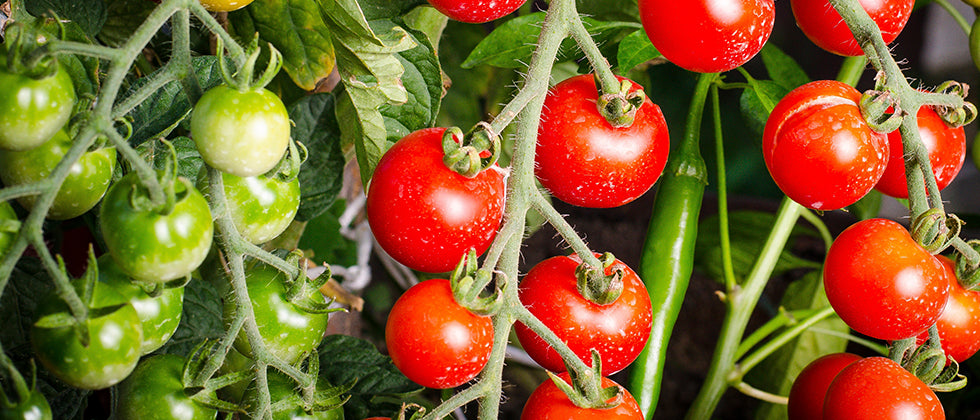 Jason Talks Tomatoes – West Coast Gardens