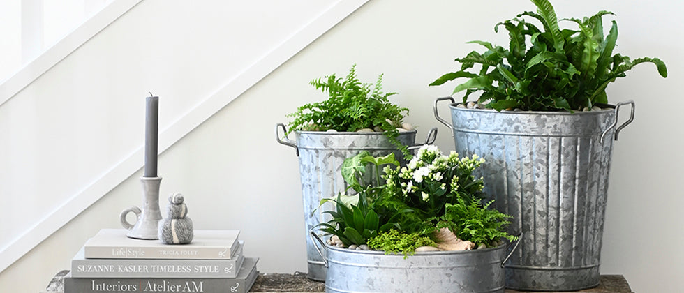Easy Ways to Add Natural Greenery to Your Home – West Coast Gardens
