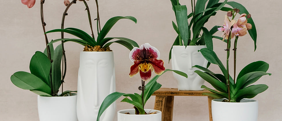 Valentine's Day Plants – West Coast Gardens