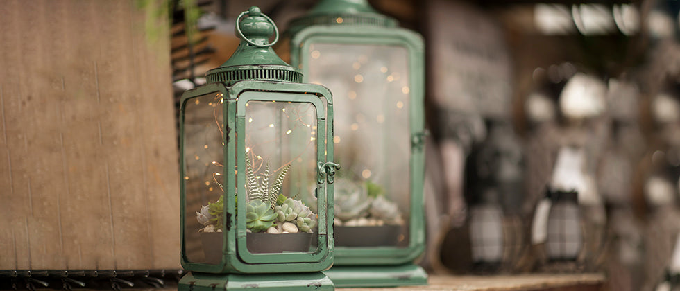 Magic Succulent Lantern – West Coast Gardens