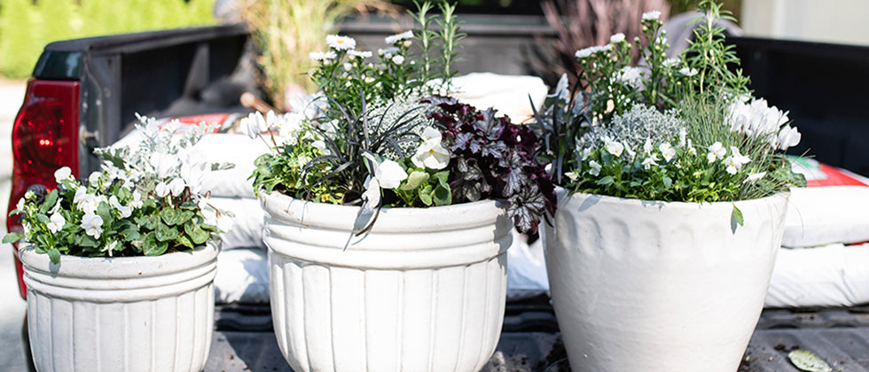 Fall Planters - Trio in White – West Coast Gardens