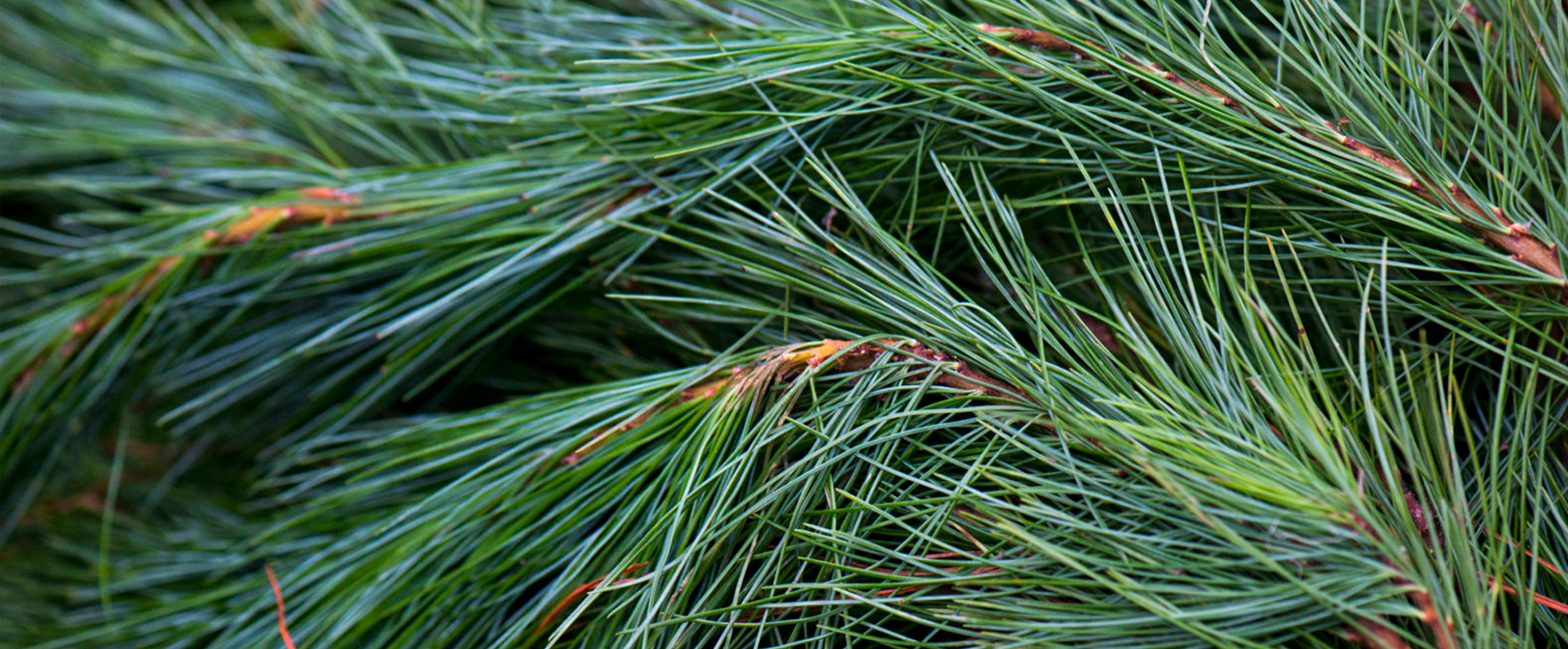 Quick Tip: Angle Cutting Winter Greens – West Coast Gardens