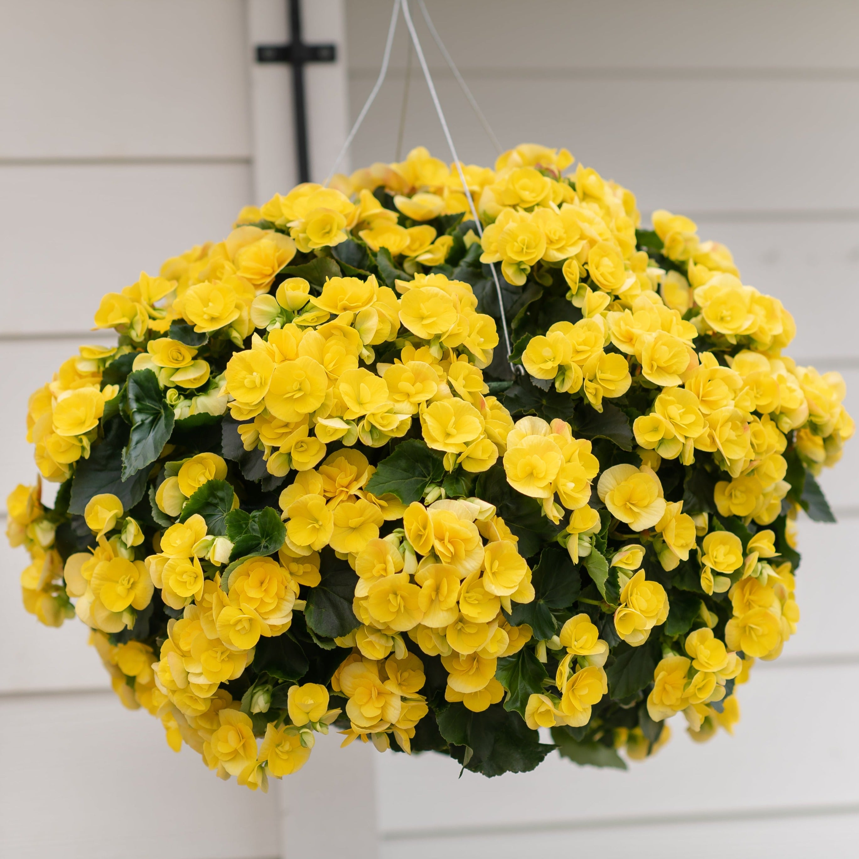 Pre-Order Moss Hanging Basket: Rieger Begonia - Blitz – West Coast Gardens