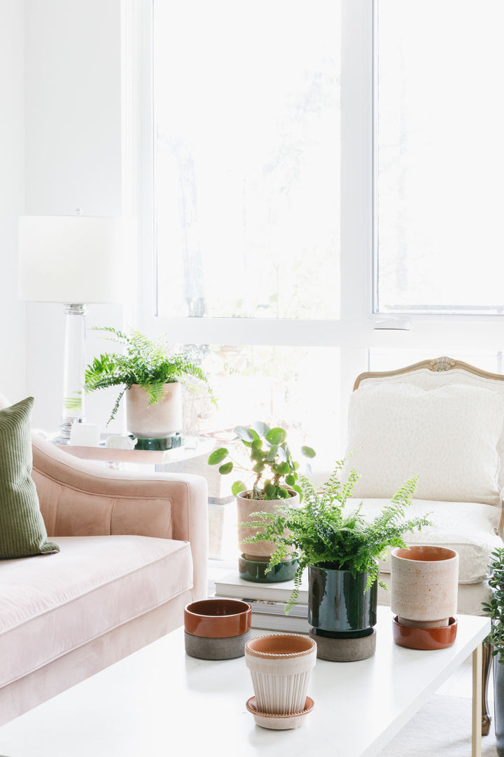 5 Care Tips to Keep Your Cactus Happy – West Coast Gardens